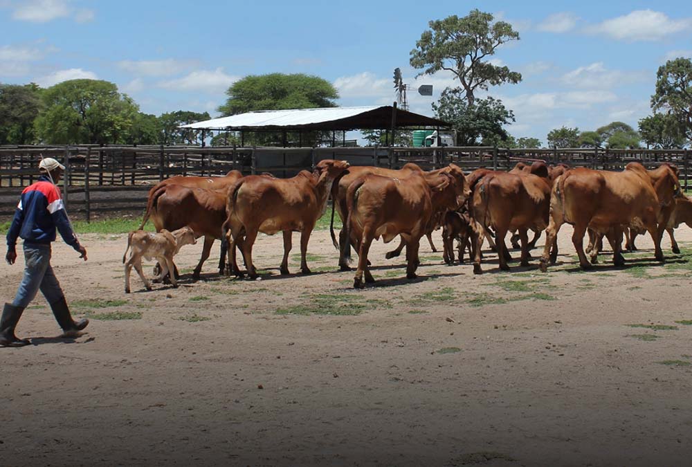 Botswana Beefs Up Livestock Identification and Traceability with Getac ...